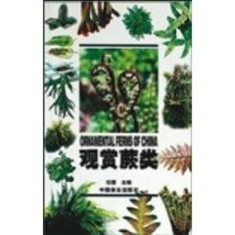 观赏蕨类
