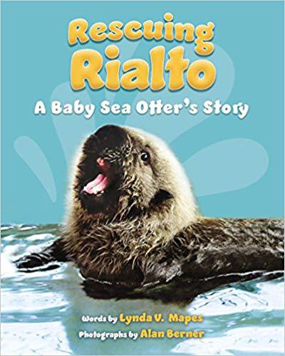 Rescuing Rialto: A Baby Sea Otter’s