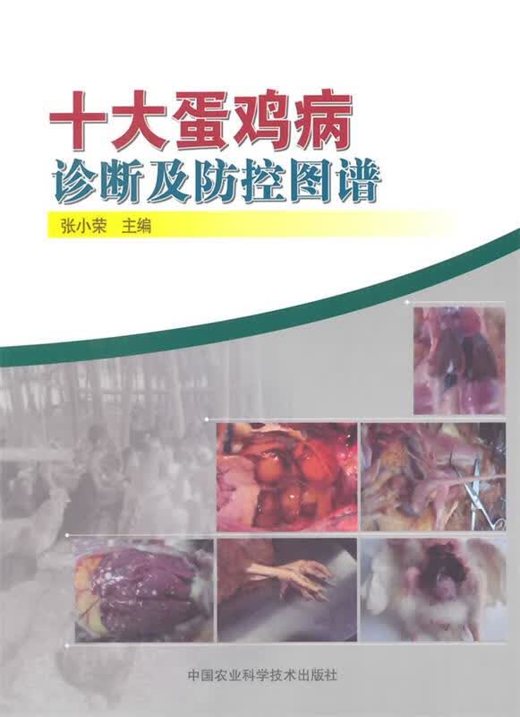十大蛋鸡病诊断及防控图谱 9787511619259 中国农业科学技术出版社 张晓荣