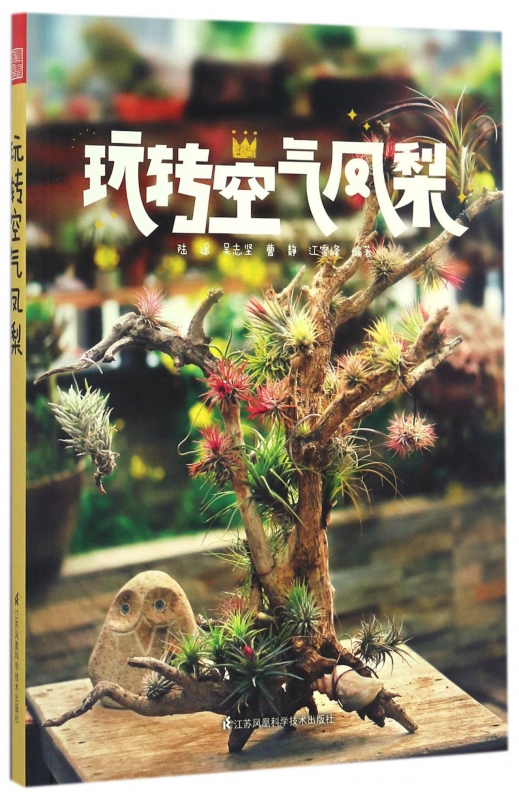 玩转空气凤梨