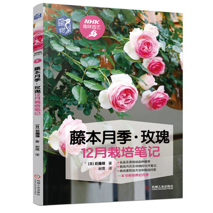 藤本月季 玫瑰12月栽培笔记