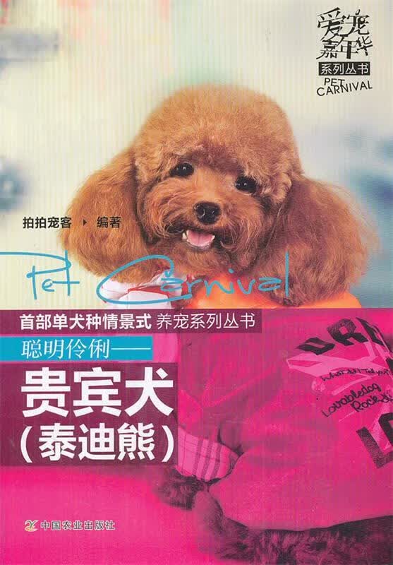 聪明伶俐 贵宾犬 泰迪熊【，放心购买】