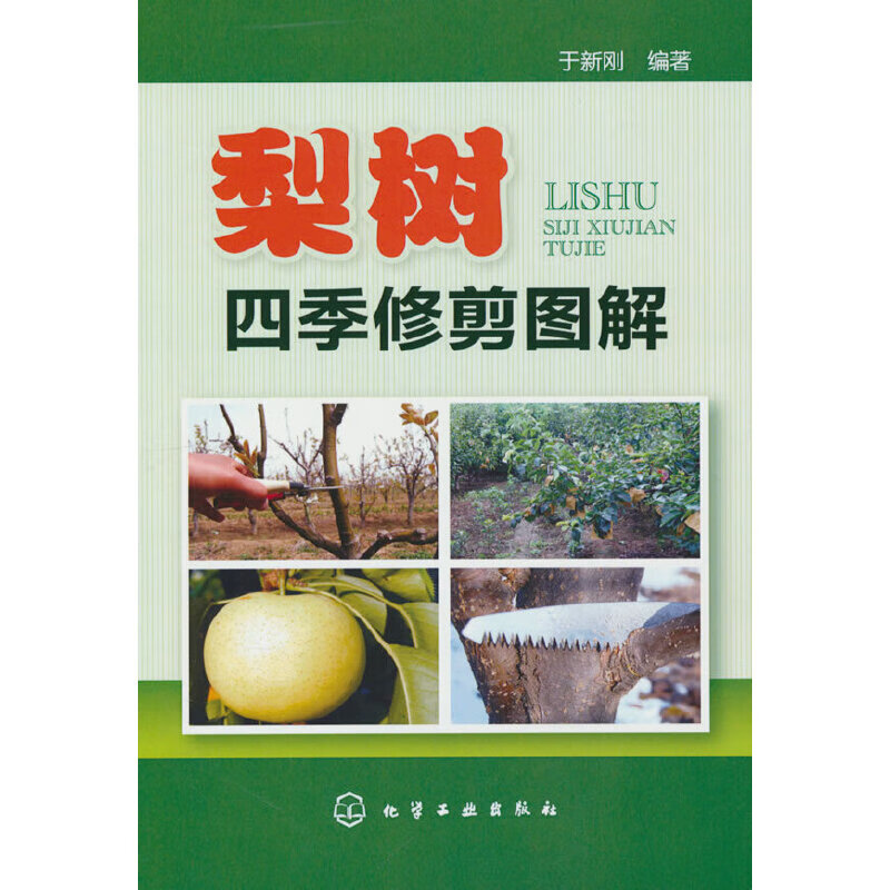 梨树四季修剪图解