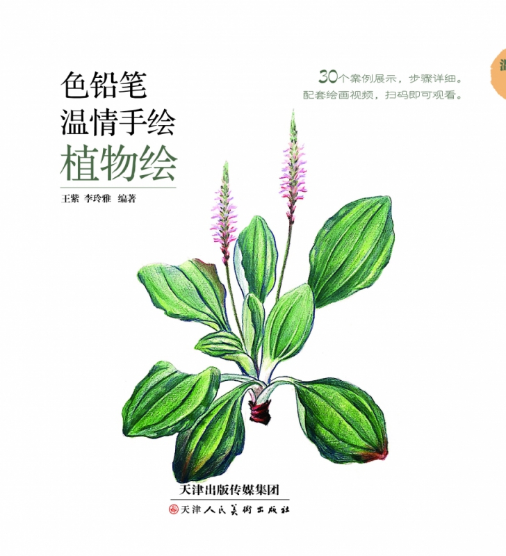 色铅笔温情手绘 植物绘