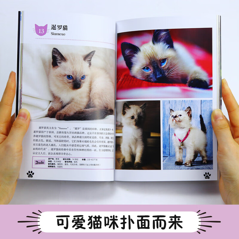 小猫 图书