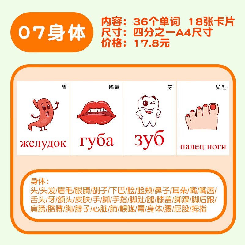 俄语生活分类单词卡片早教学习教具塑封大卡字母数字动植物卡片 俄语身体1/4A4卡片(18张)