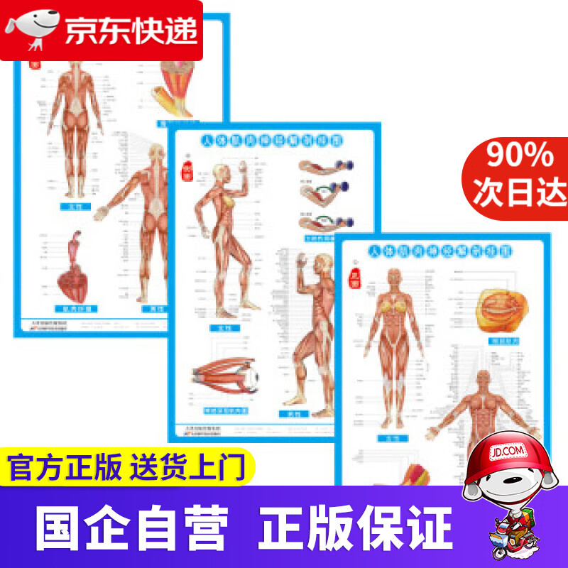 人体肌肉神经解剖挂图（3张）套西医解剖图 医学卫生保健图 经络穴位挂图 家庭养生保健图 周建 编
