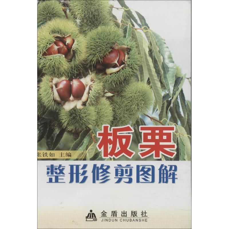 板栗整形修剪图解