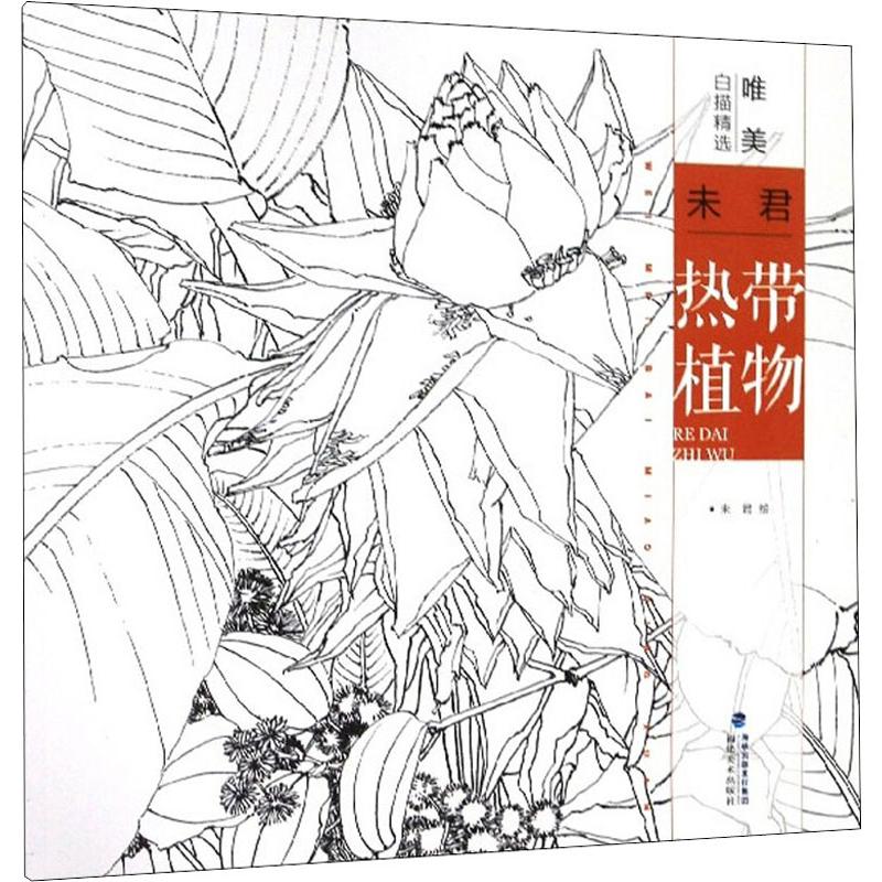 唯美白描精选 未君 热带植物