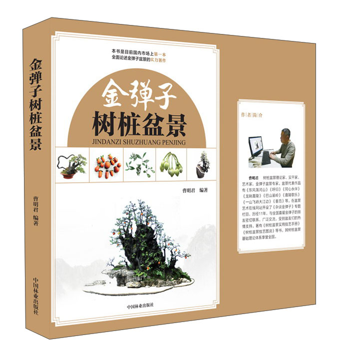 金弹子树桩盆景