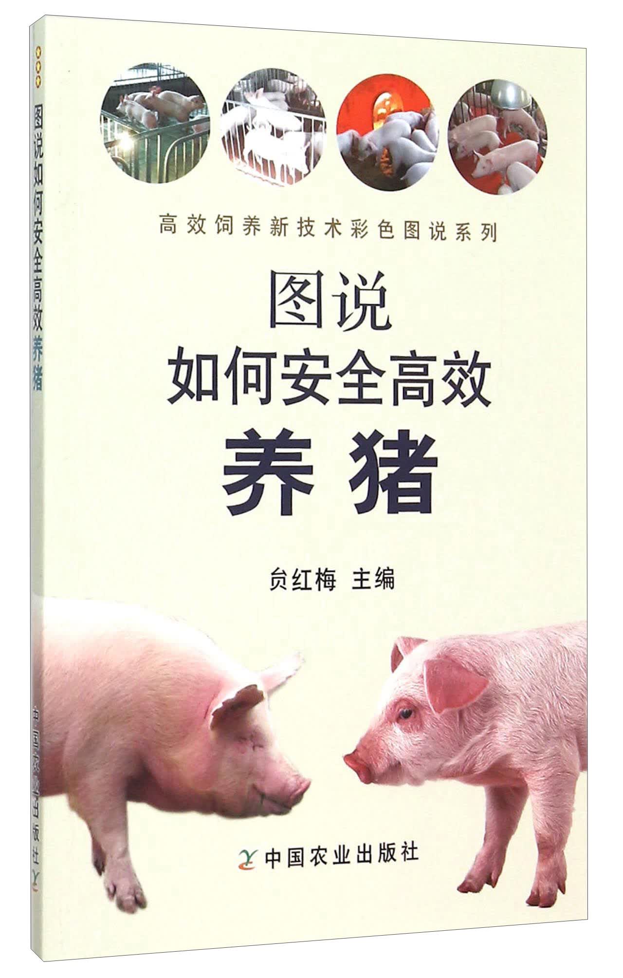 图说如何安全高效养猪