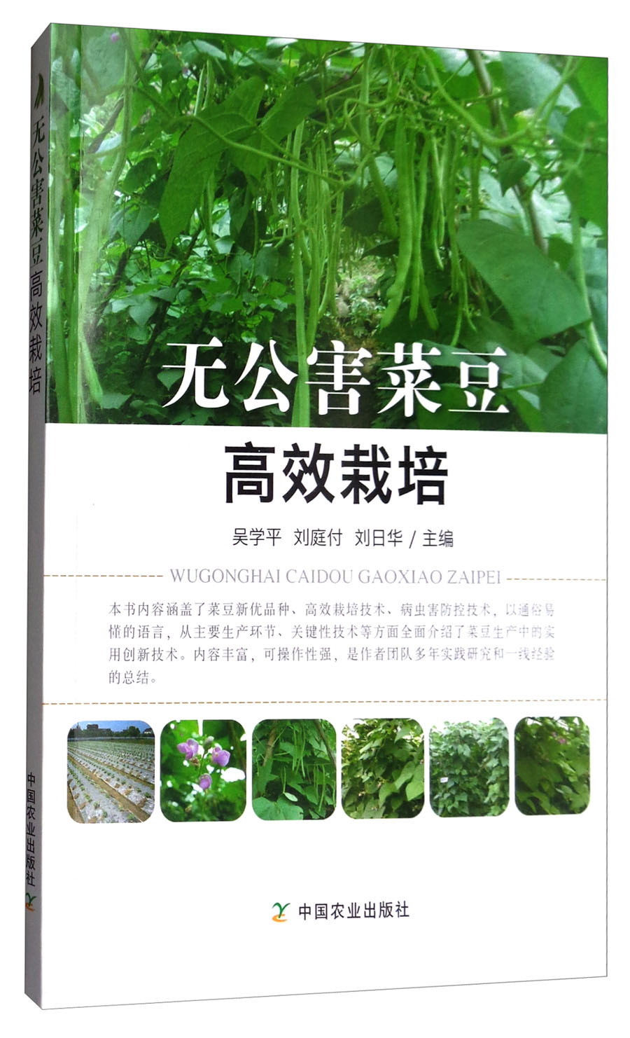 无公害菜豆高效栽培