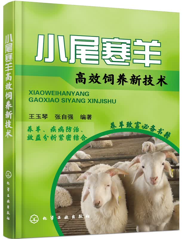 小尾寒羊高效饲养新技术