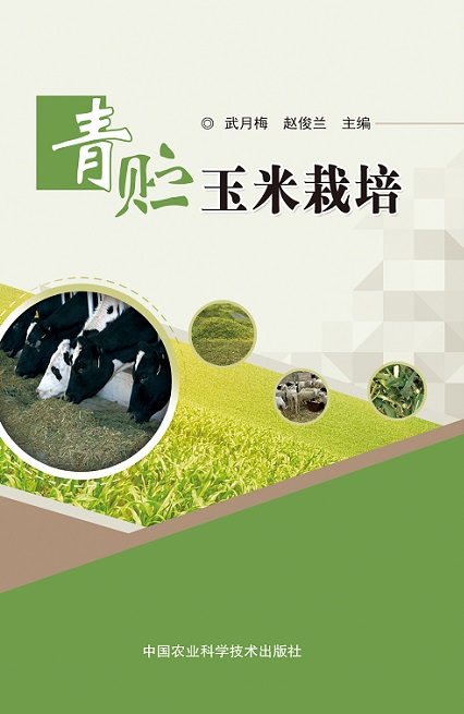 青贮玉米栽培