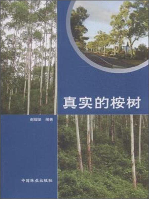 真实的桉树