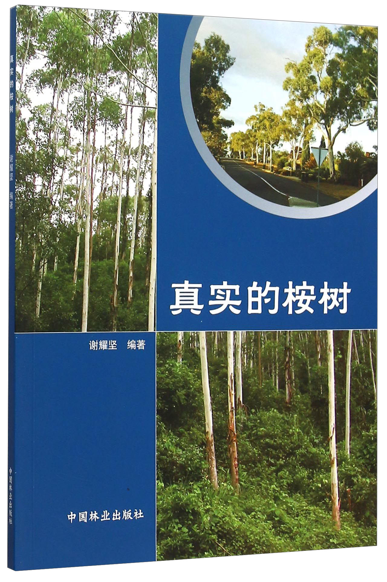 真实的桉树
