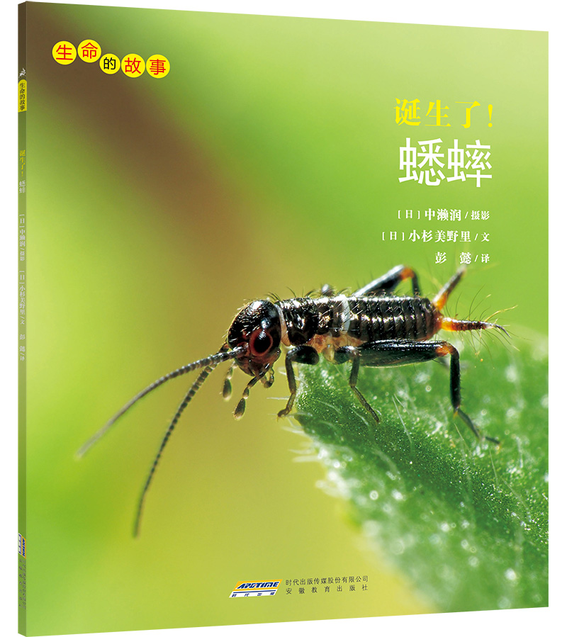生命的故事：诞生了！蟋蟀