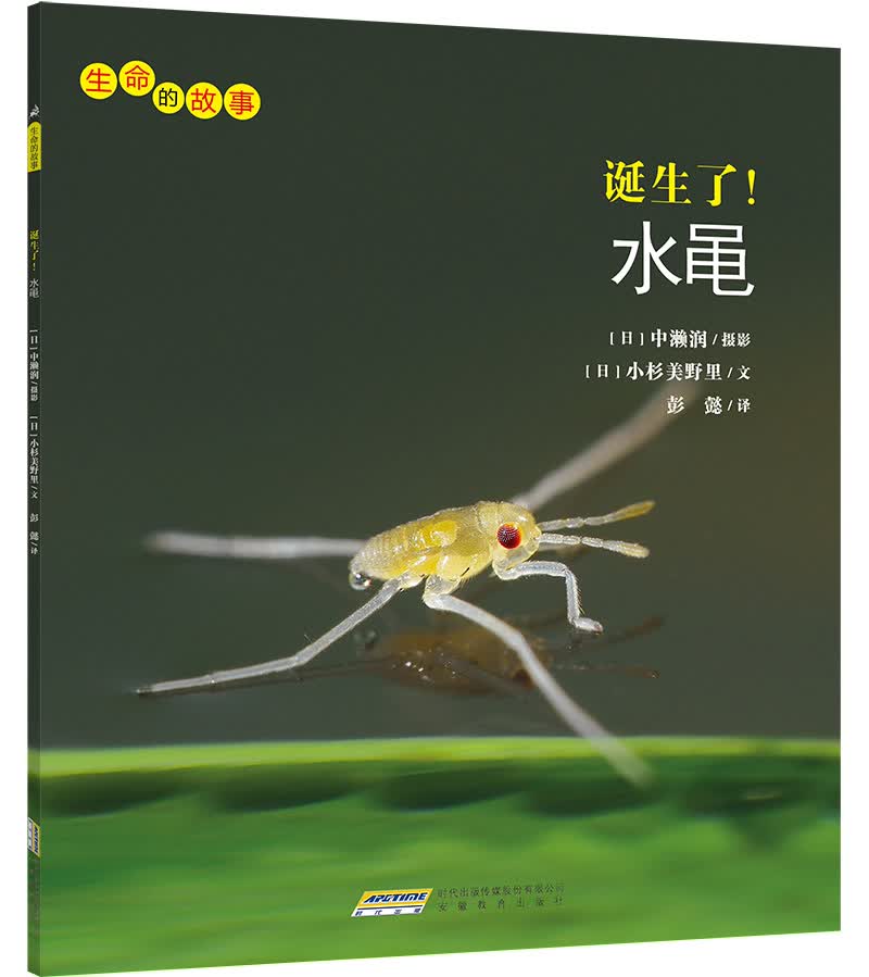 生命的故事：诞生了！水黾
