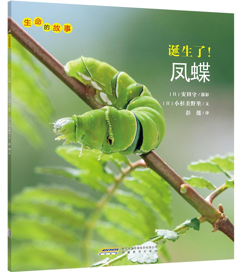 生命的故事：诞生了！凤蝶