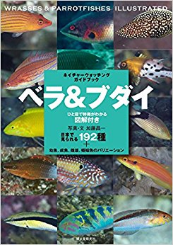ベラ&ブダイ 日本で見られる192種+幼