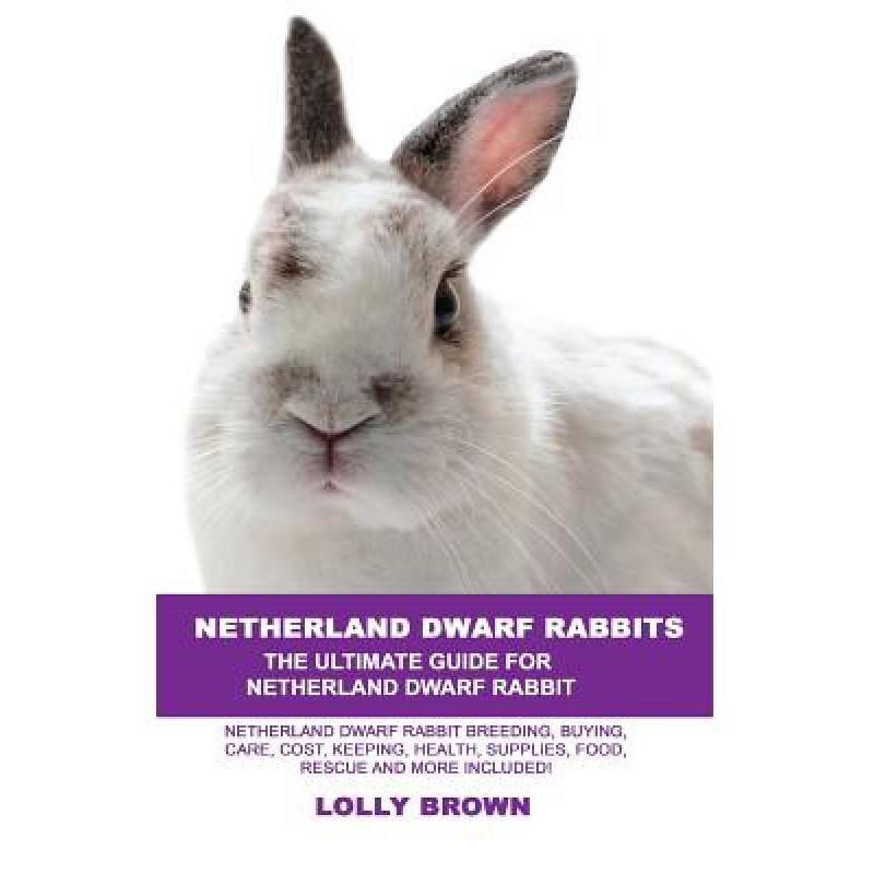 Netherland Dwarf Rabbits: Netherland Dwarf R...