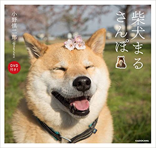 柴犬まるさんぽ Dvd付き