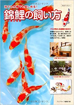 錦鯉の飼い方 池でも水槽でも楽しめる!