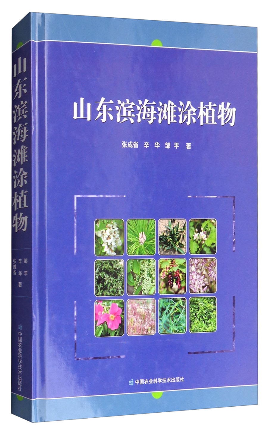 山东滨海滩涂植物